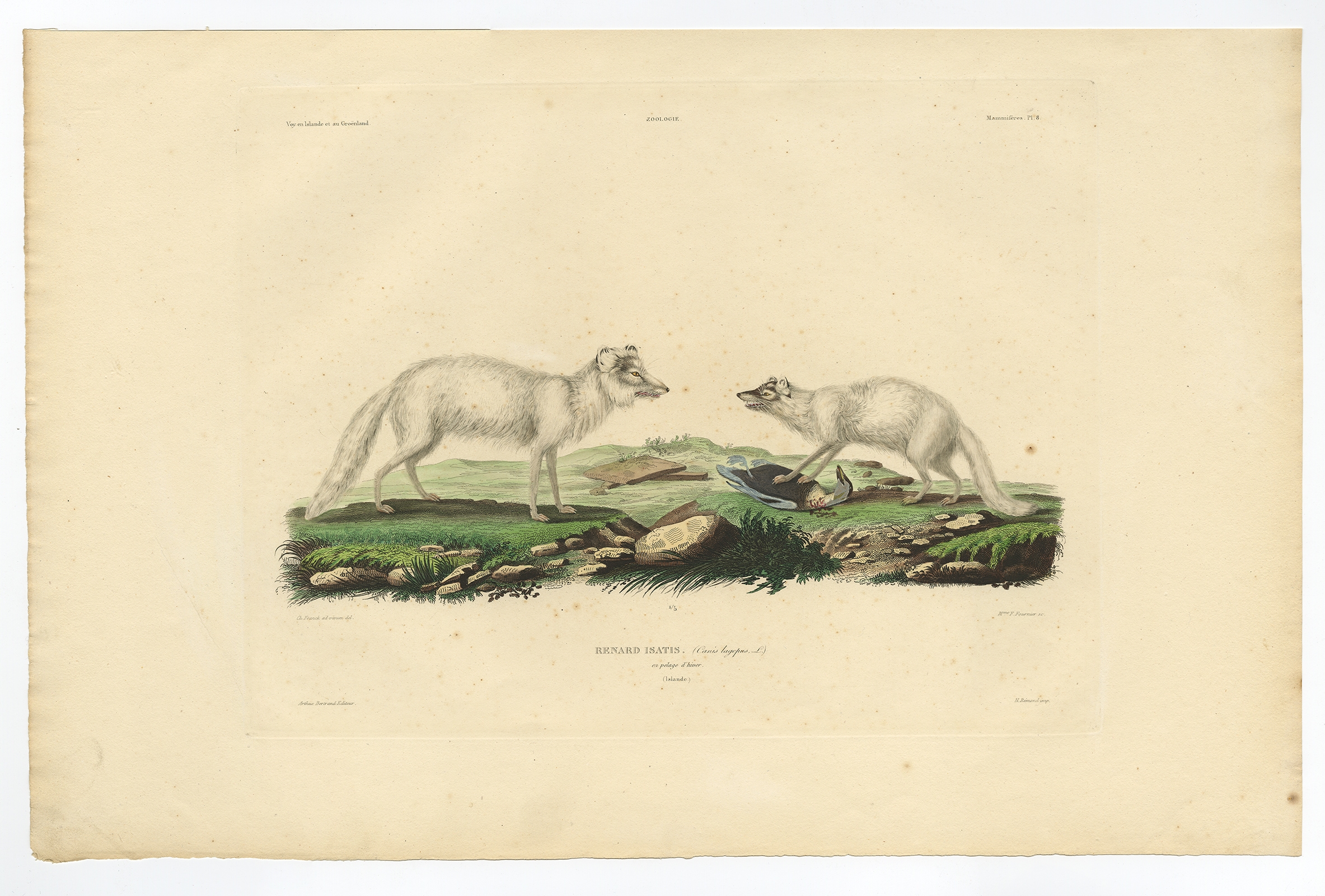 Pl.8 Mammiferes - Renard Isatis (Canis lagopus) - Gaimard (1842)