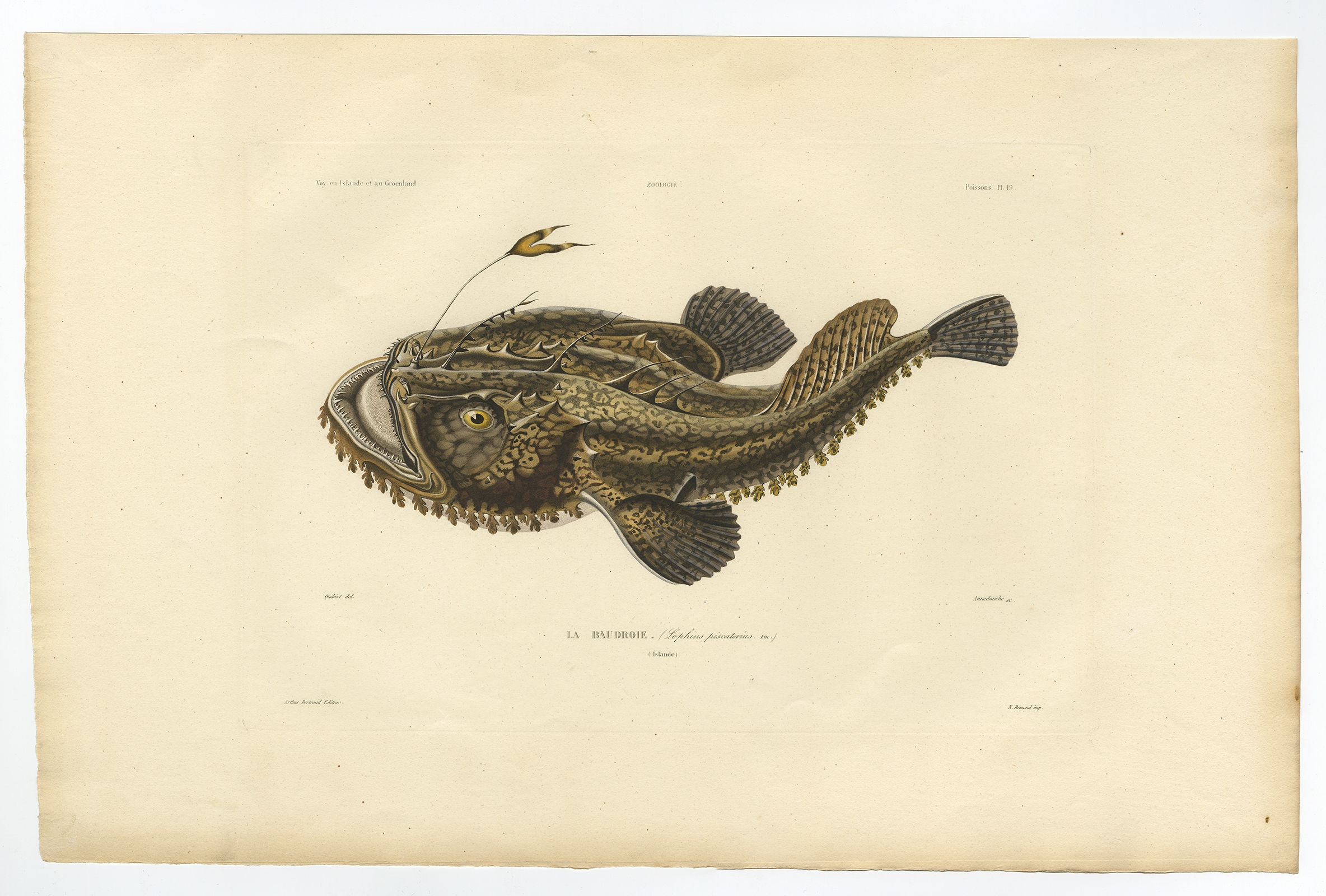 Pl.19 Poissons - La Baudroie (Lophius piscatorius) - Gaimard (1842)