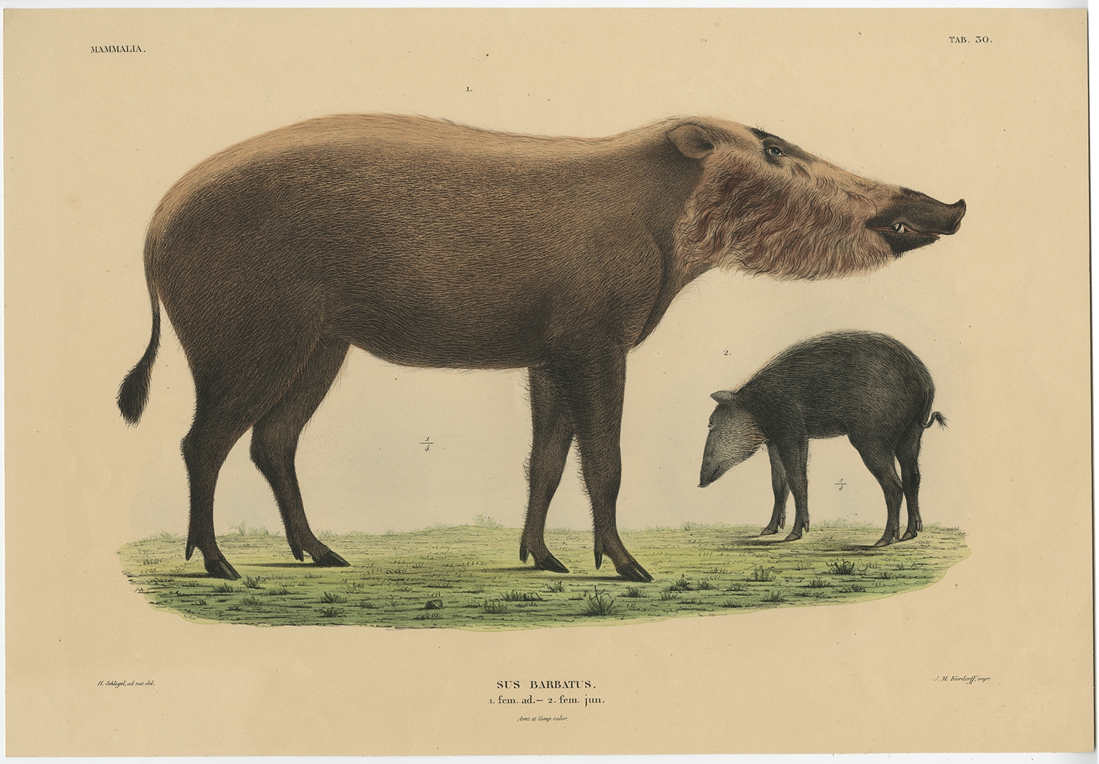Mammalia. Sus Barbatus (..) - Schlegel (1839)