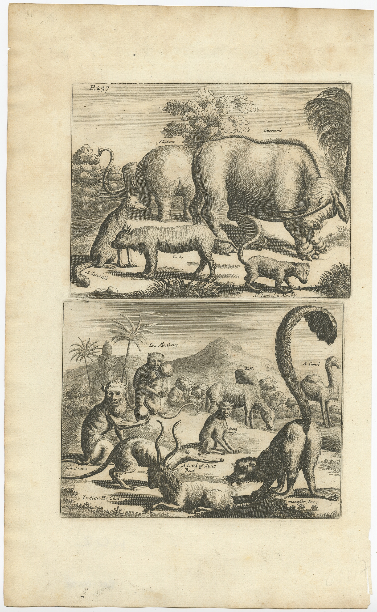 Untitled Print of various Animals - Anonymous (c.1750)