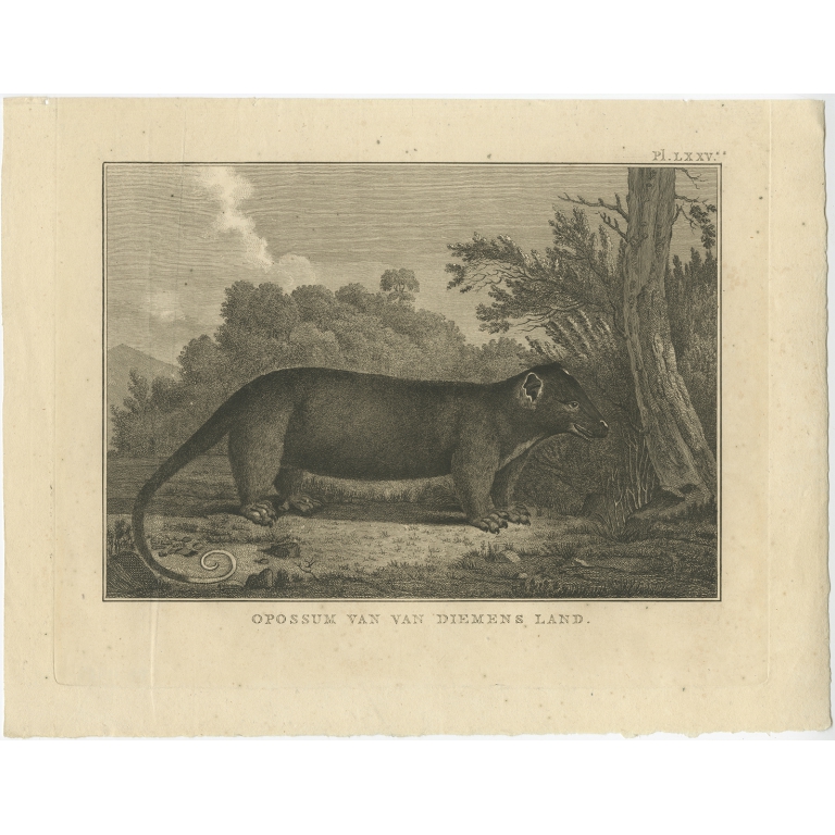 Opossum van Van Diemens Land - Cook (1803)