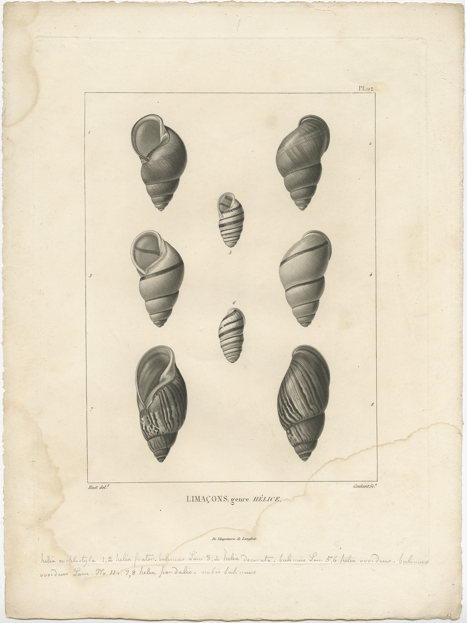Pl. 112 Limacons, genre Hélice - Coutant (1820)
