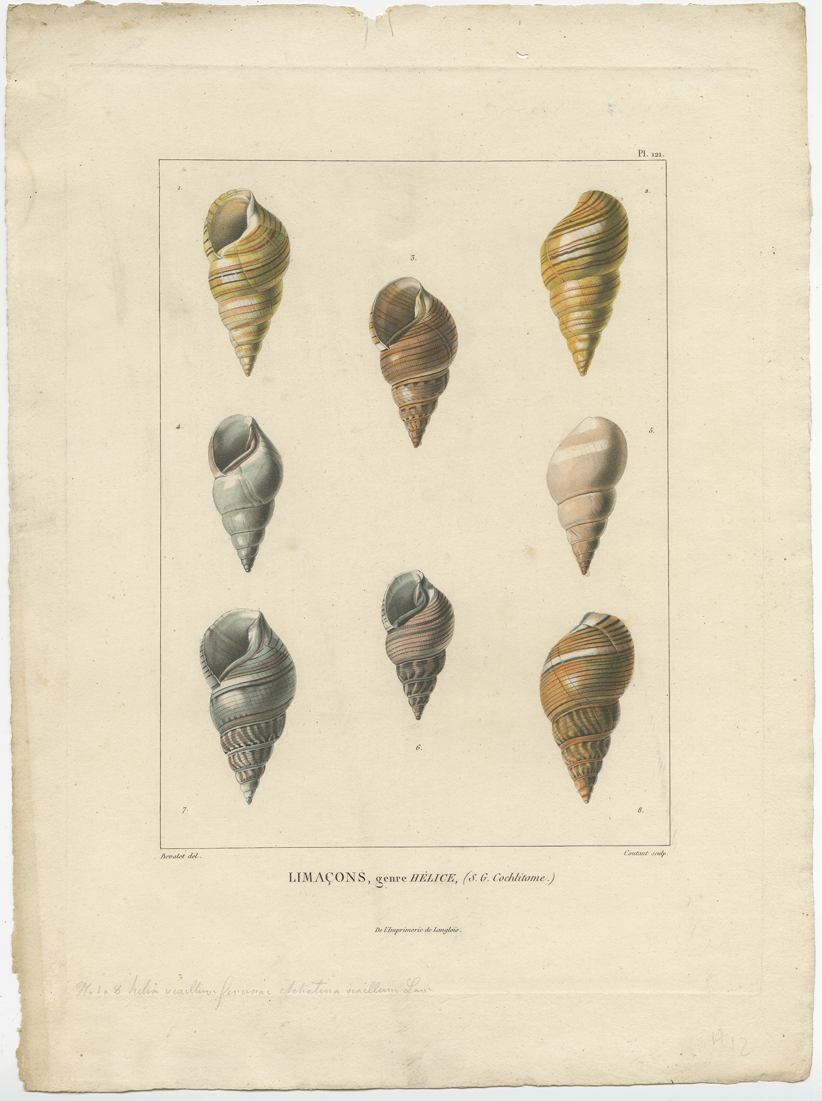 Pl. 121 Limacons, genre Hélice - Coutant (1820)