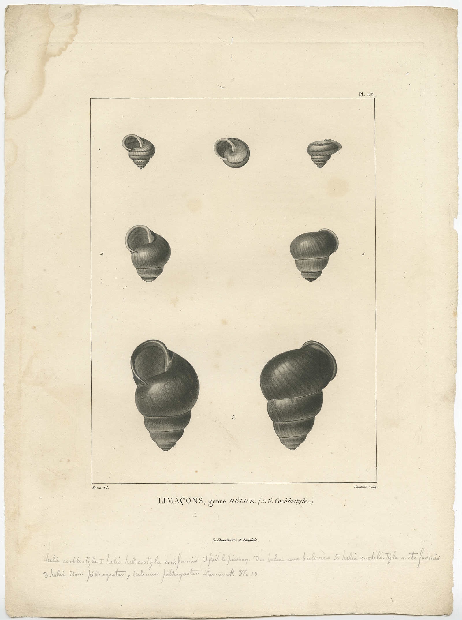 Pl. 108 Limacons, genre Hélice - Coutant (1820)