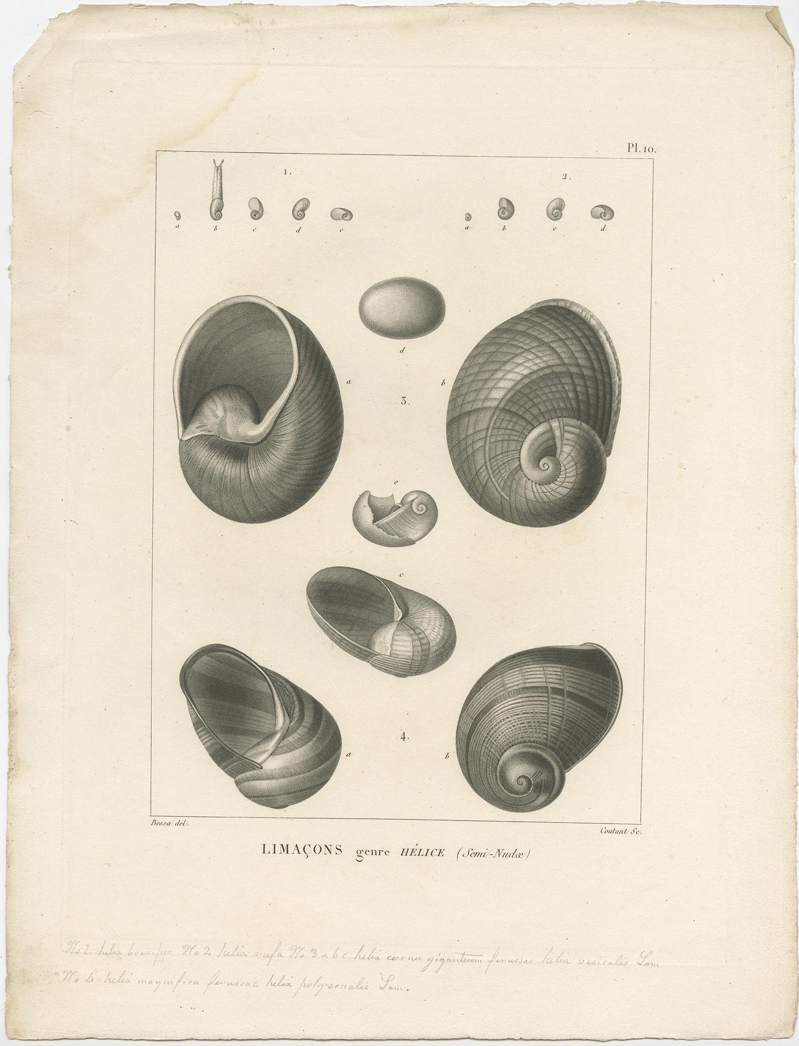 Pl. 10 Limacons, genre Hélice - Coutant (1820)