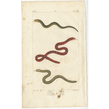 Antique Prints of Reptiles - Buy Animal Prints | Bartele Gallery - Maps ...