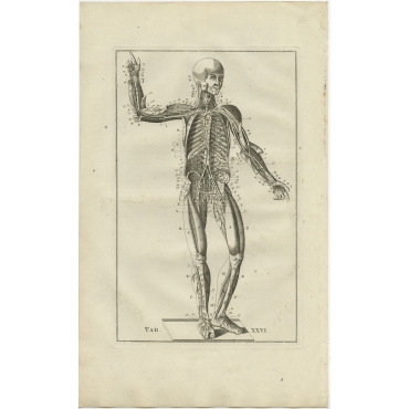Antique Medical & Anatomy Prints - Buy Old Prints | Bartele Gallery (2 ...