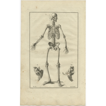 Antique Medical & Anatomy Prints - Buy Old Prints | Bartele Gallery ...