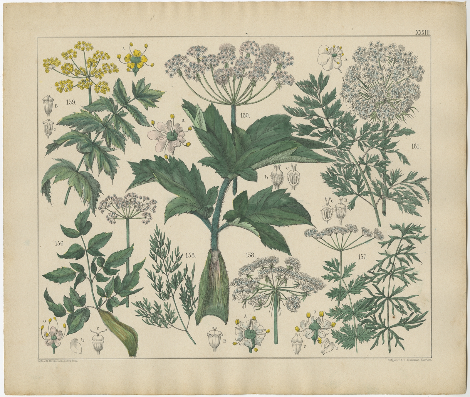 Pl. 33 Antique Botany Print of various Plants by Oudemans (c.1872) | eBay